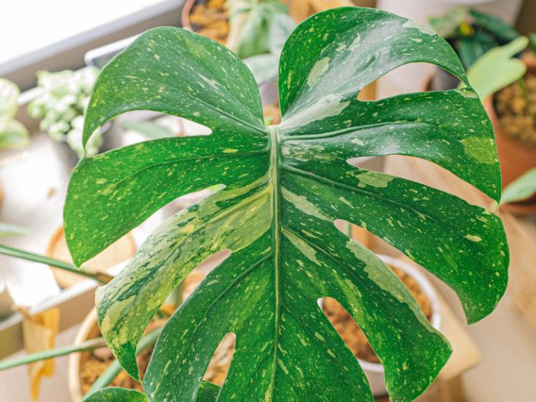 Thai Constellation Monstera Care Guide: How to Care For A Monstera Thai ...
