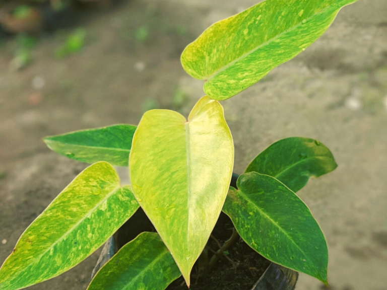 Philodendron Painted Lady Care: How to Care For A Vibrant Painted Lady ...