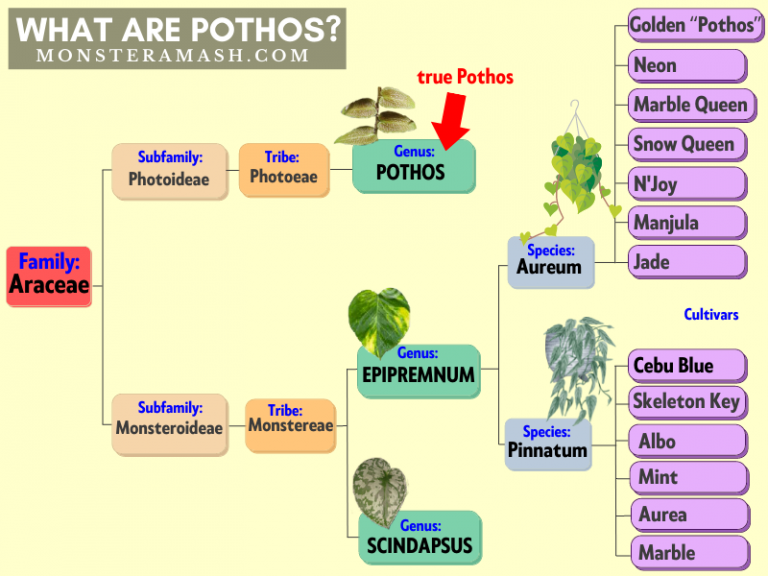 Cebu Blue Pothos Care Guide: What is an Epipremnum Pinnatum and How To ...
