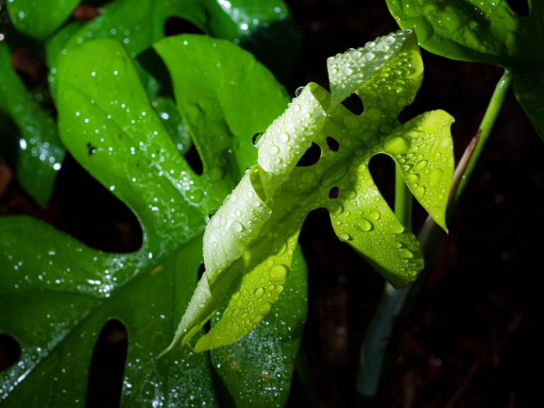 Mini Monstera Care Guide: How to Care for Your Rhaphidophora ...